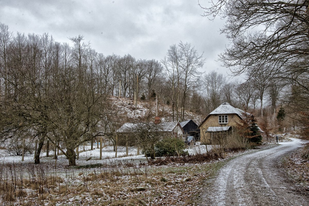 Vinter i Fussingø skov - Randers kommune - Ole Jakobsen